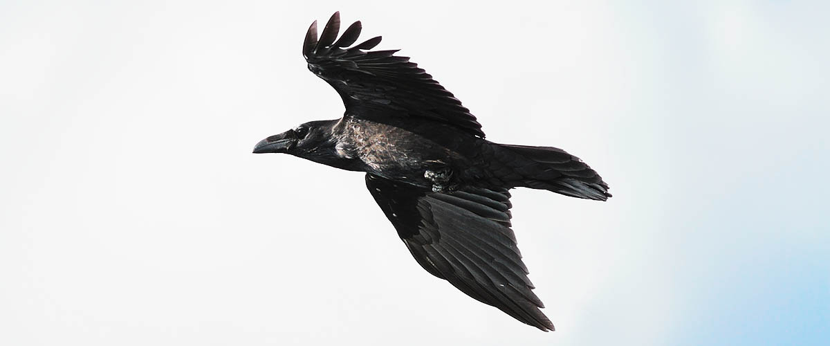 RAVEN: Sharing air quality data across a growing number of borders - NILU